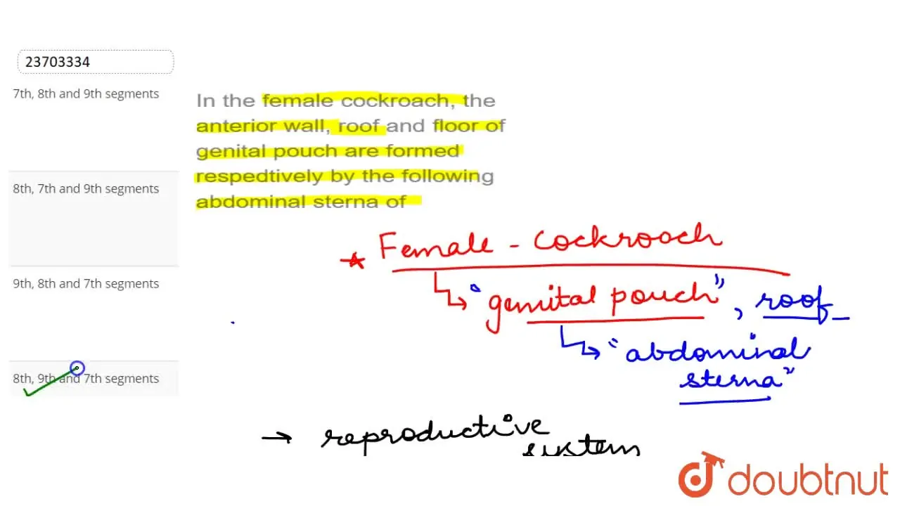 In the female cockroach, the anterior wall, roof and floor of genital