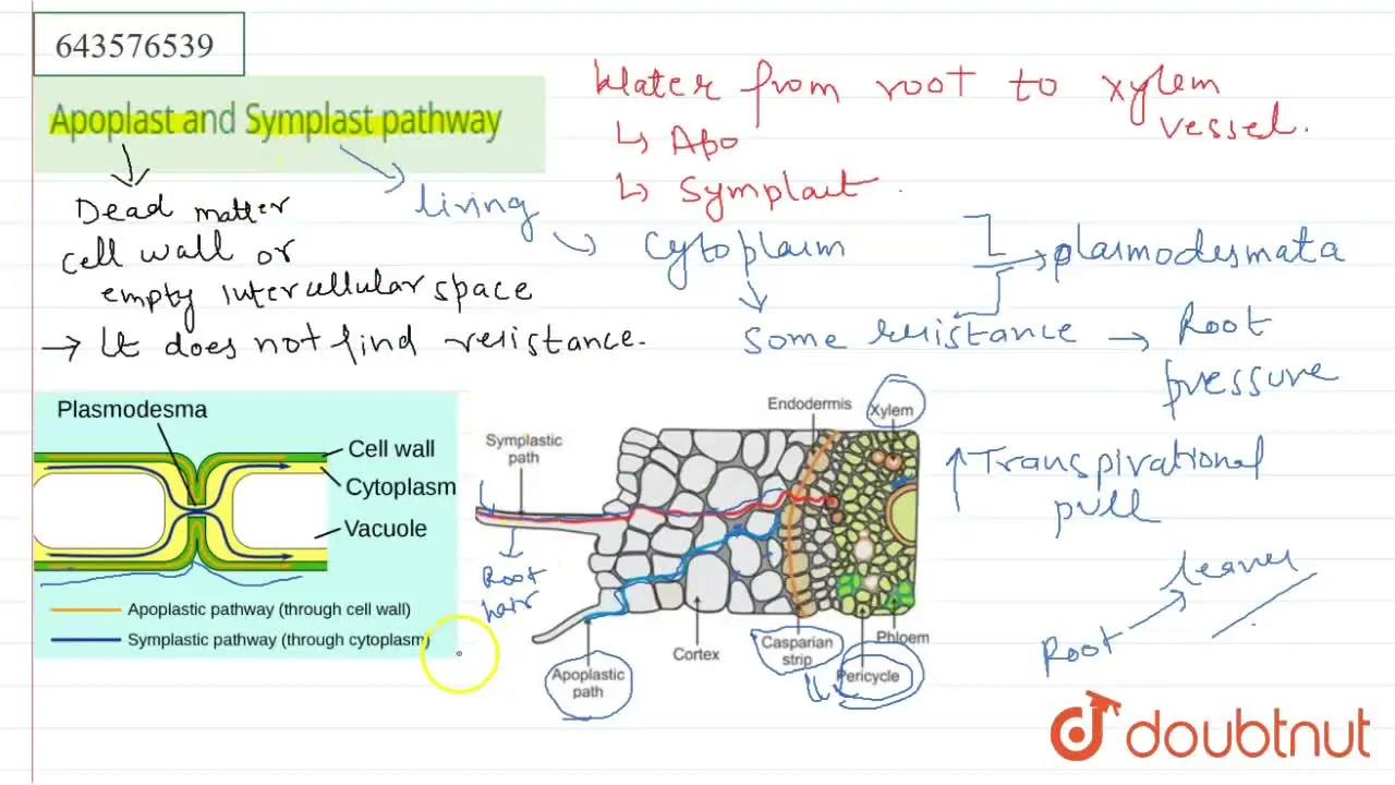 Apoplast and Symplast pathway