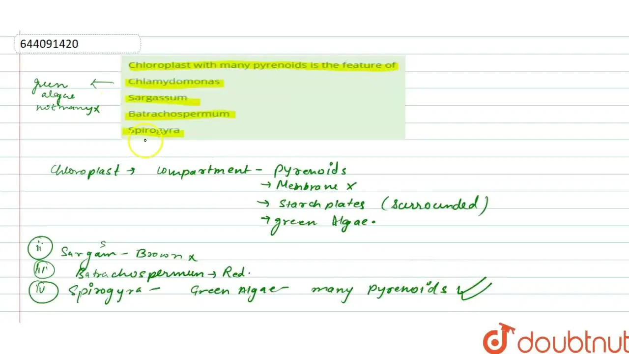 Chloroplast with many pyrenoids is the feature of