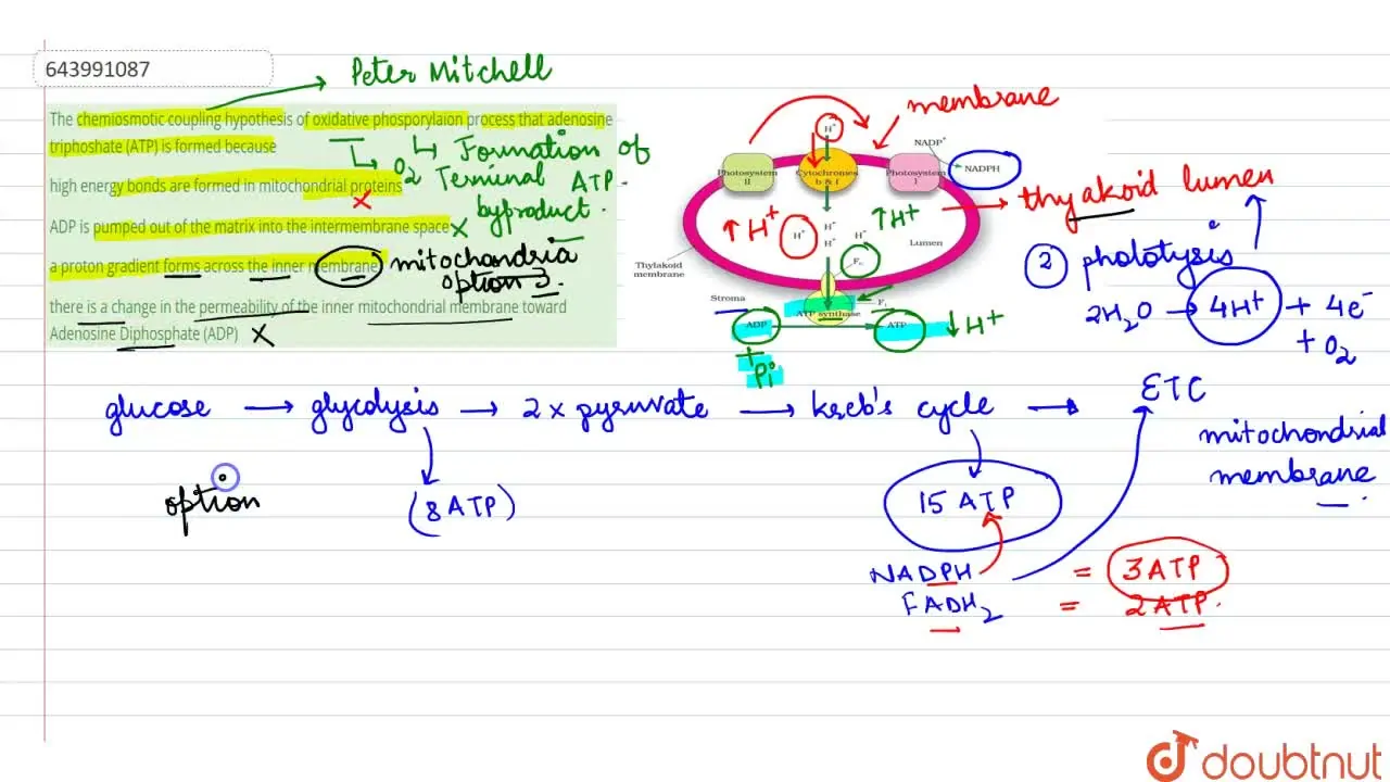 a proton gradient forms across the inner membrane