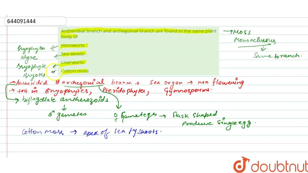 Antheridial branch and archegonial branch are found in the same plant