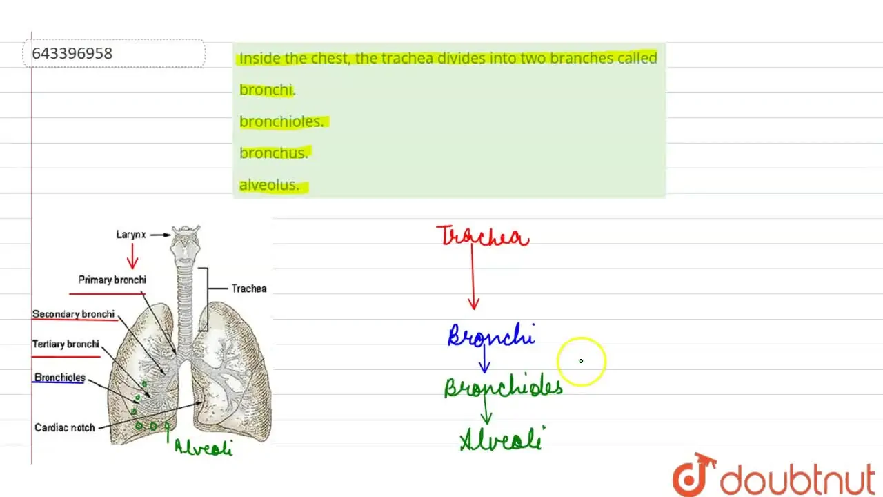 Inside the chest, the trachea divides into two branches called