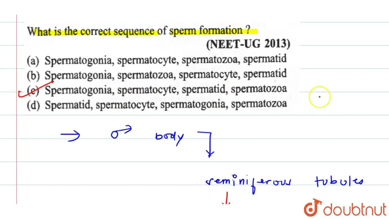 Spermatogonia, Spermatozoa, Spermatocyte, Spermatid