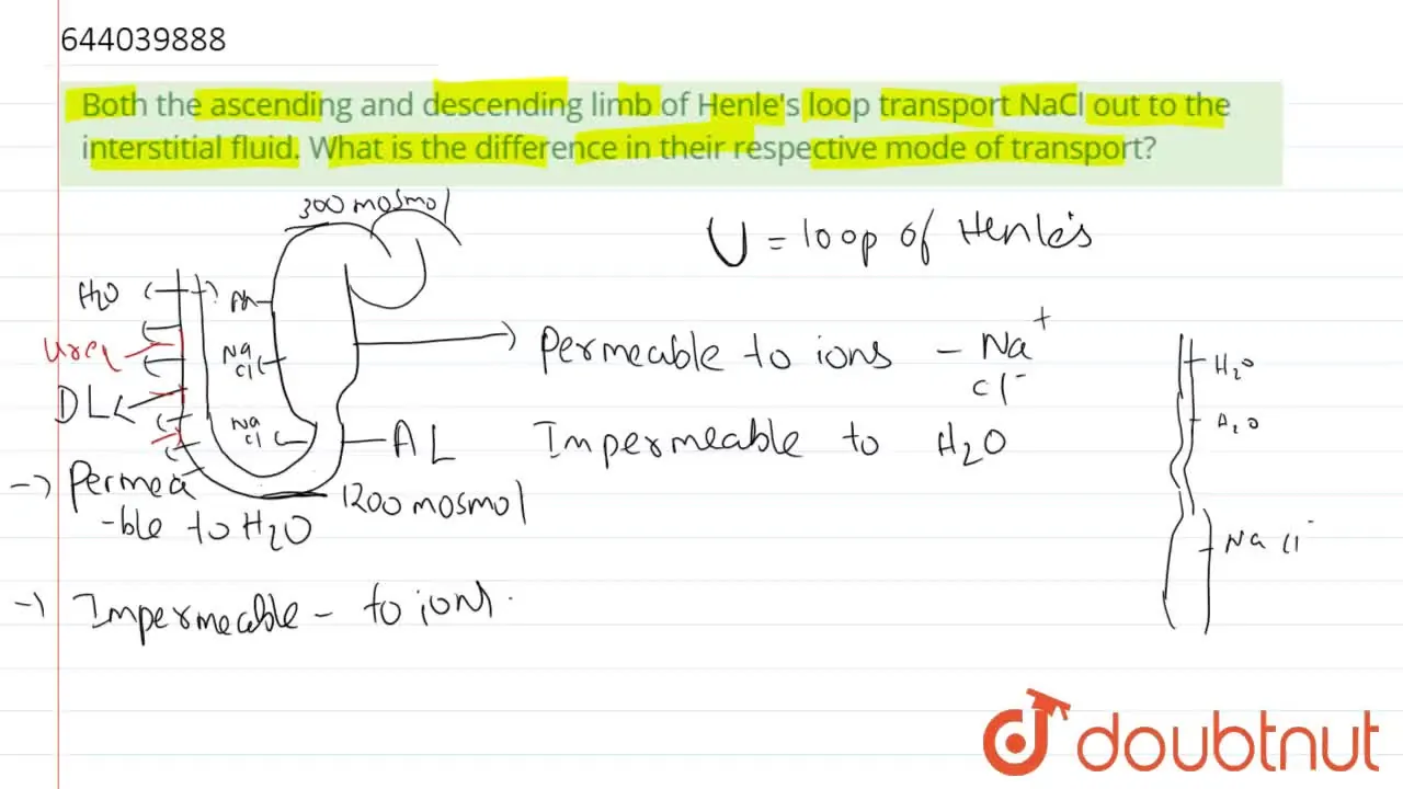 Both the ascending and descending limb of Henle's loop transport NaCl