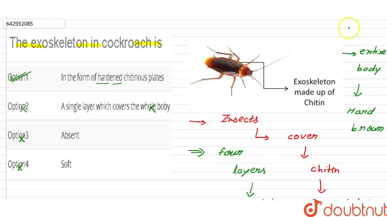 The exoskeleton in cockroach is