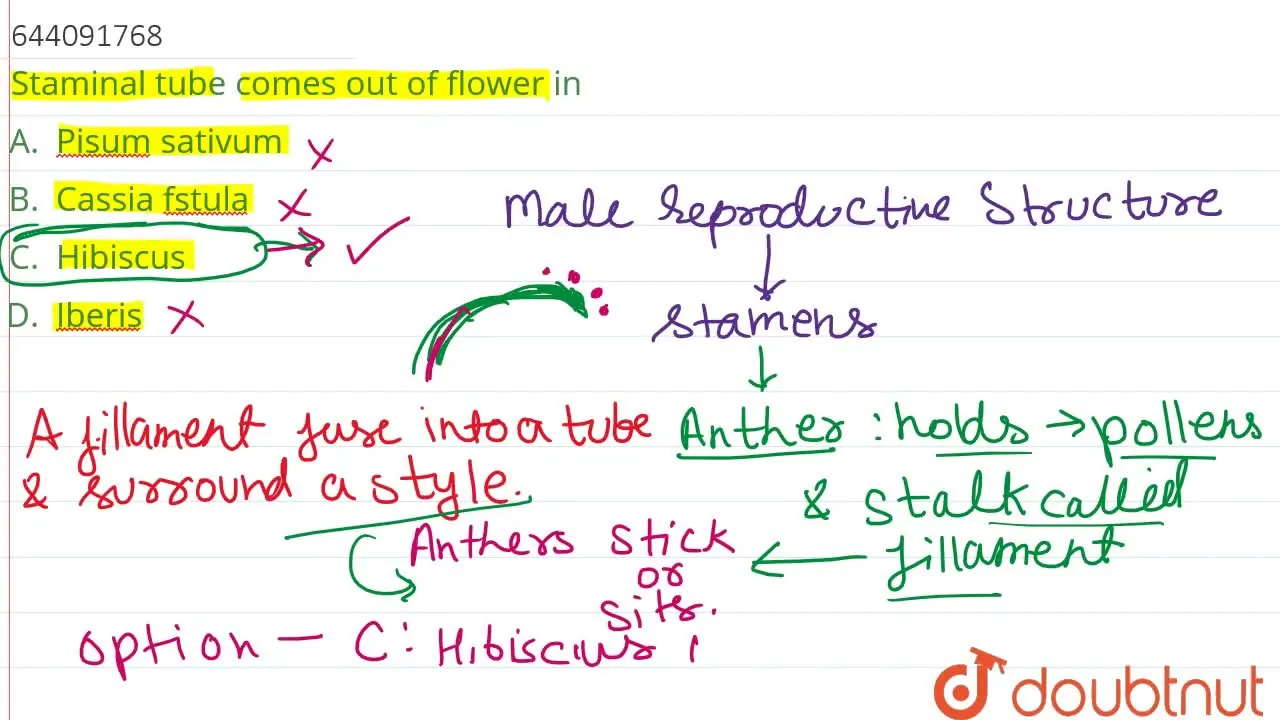 Staminal tube comes out of flower in