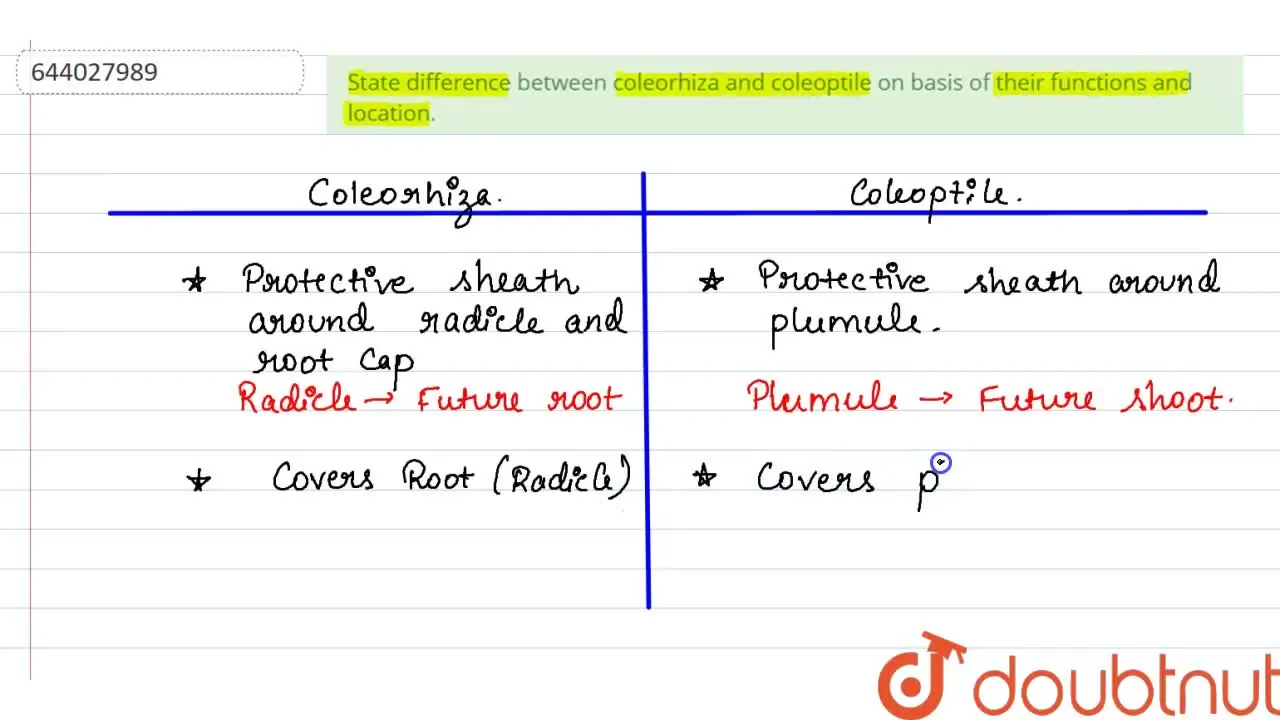 State difference between coleorhiza and coleoptile on basis of their f