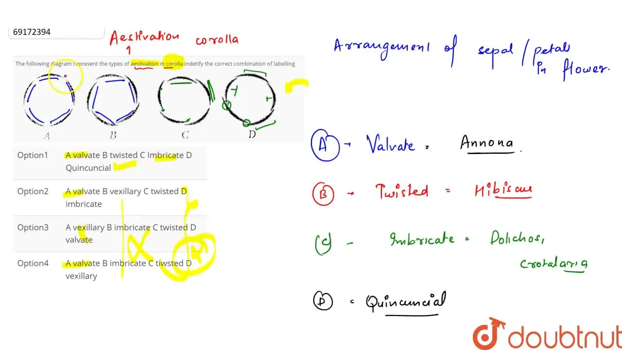 A - Valvate ,B - Vexillary , C - Twisted , D - Imbricate,