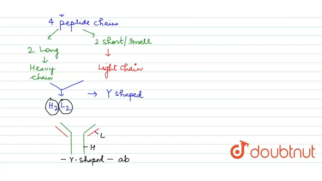 Give reasons : Antibodies is represented as H2L2.