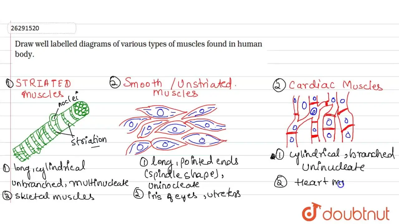 Draw well labelled diagrams of various types of muscles found in human