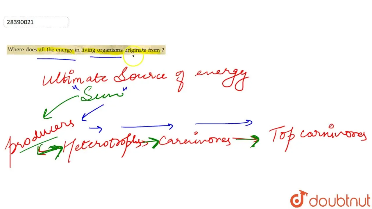 Where does all the energy in living organisms originate from