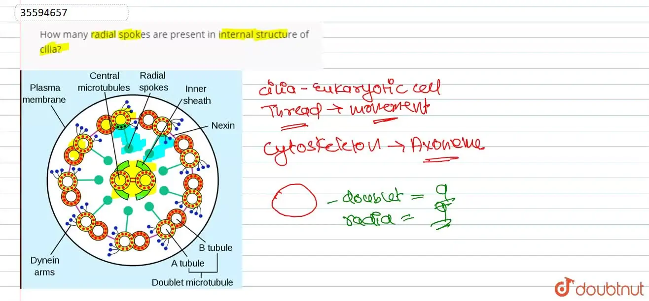 How many radial spokes are present in internal structure of cilia?
