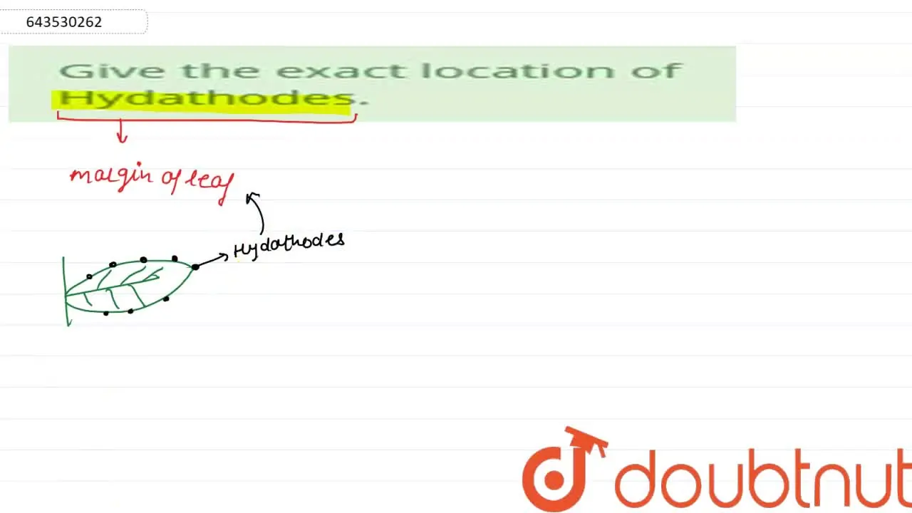 Give the exact location of Hydathodes.