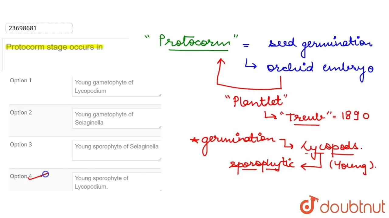 Protocorm stage occurs in