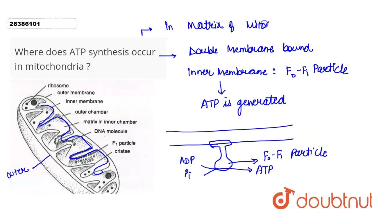 Where does ATP synthesis occur in mitochondria