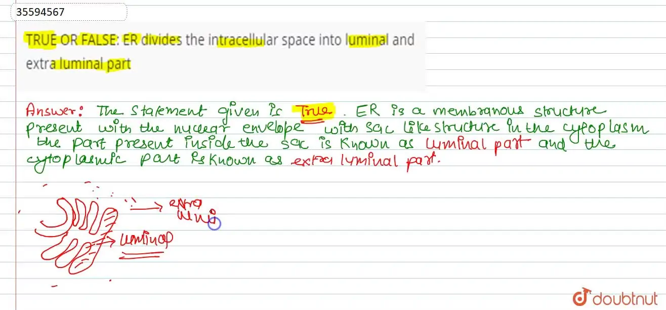 ER divides the intracellular space into luminal and extra luminal part