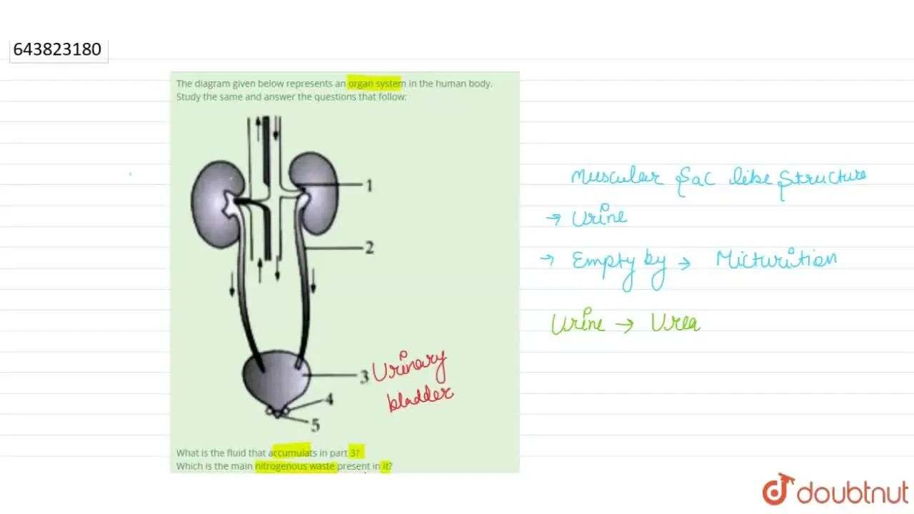 The diagram given below represents an organ system in the human body.