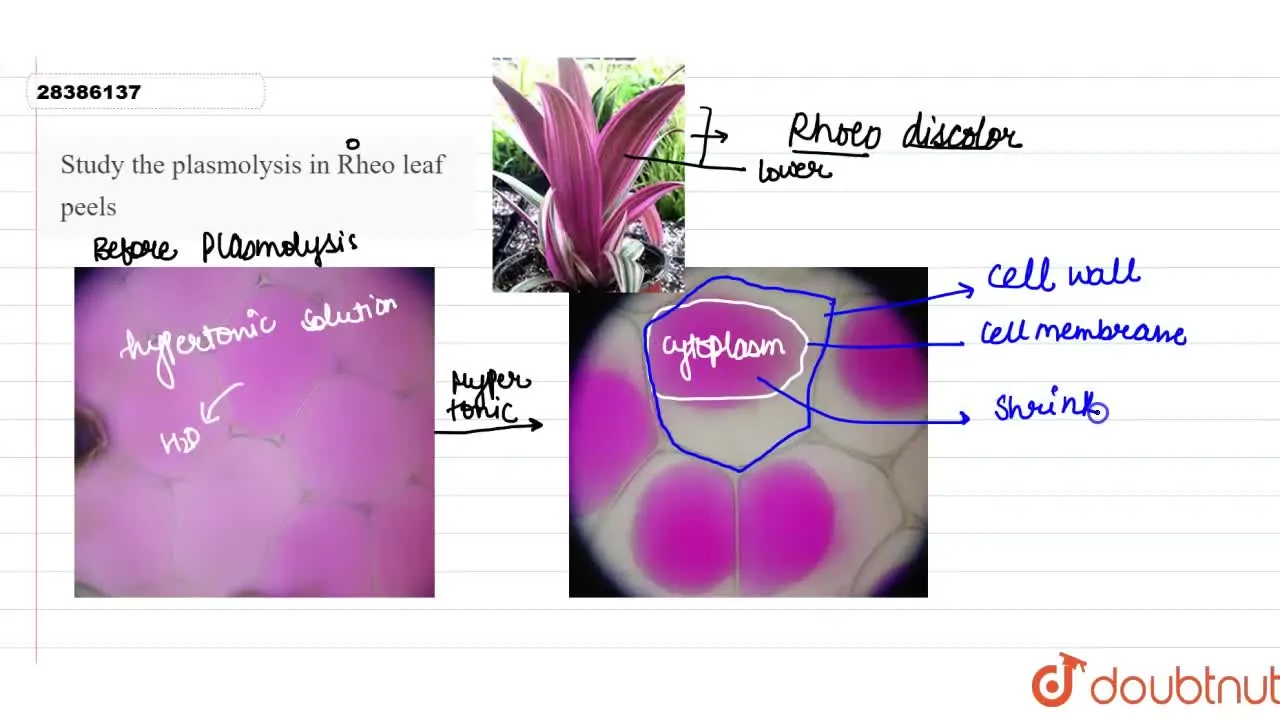 Study the plasmolysis in Rheo leaf peels
