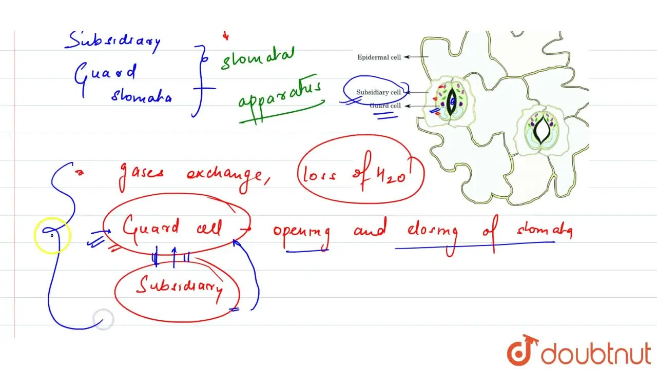 The stomatal aperture, guard cells and the surrounding subsidiary cell