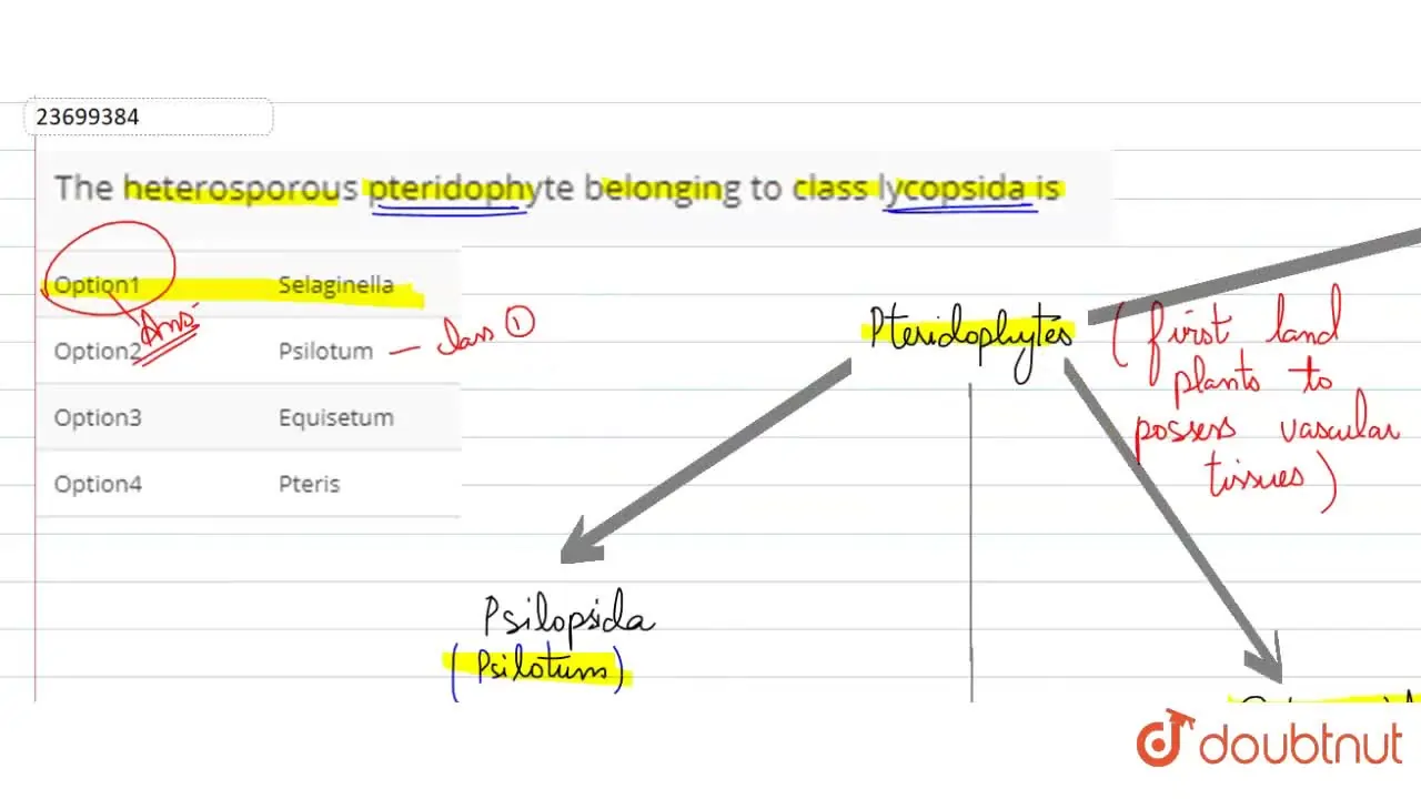 The heterosporous pteridophyte belonging to class lycopsida is