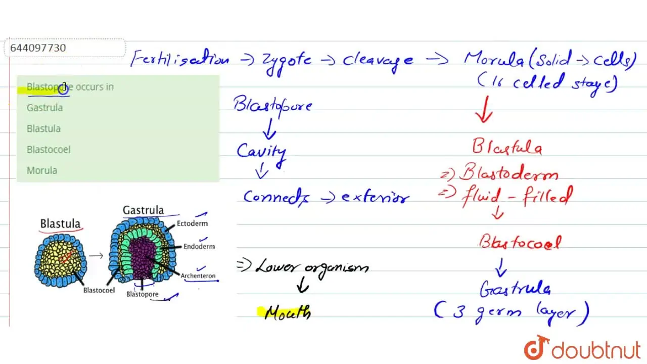Blastopore occurs in