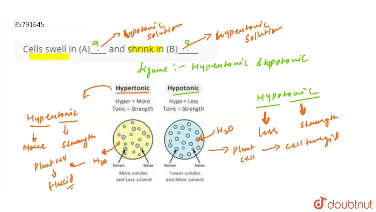 Cells swell in (A) and shrink in (B)