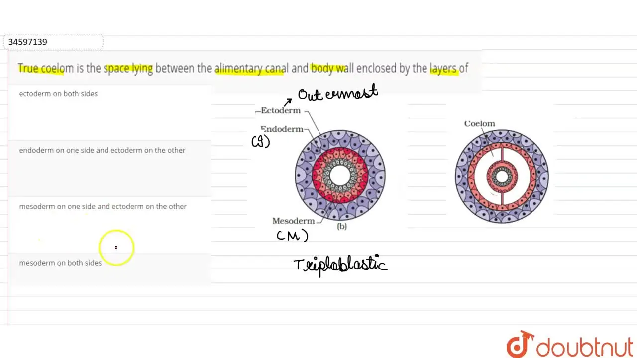 True coelom is the space lying between the alimentary canal and body