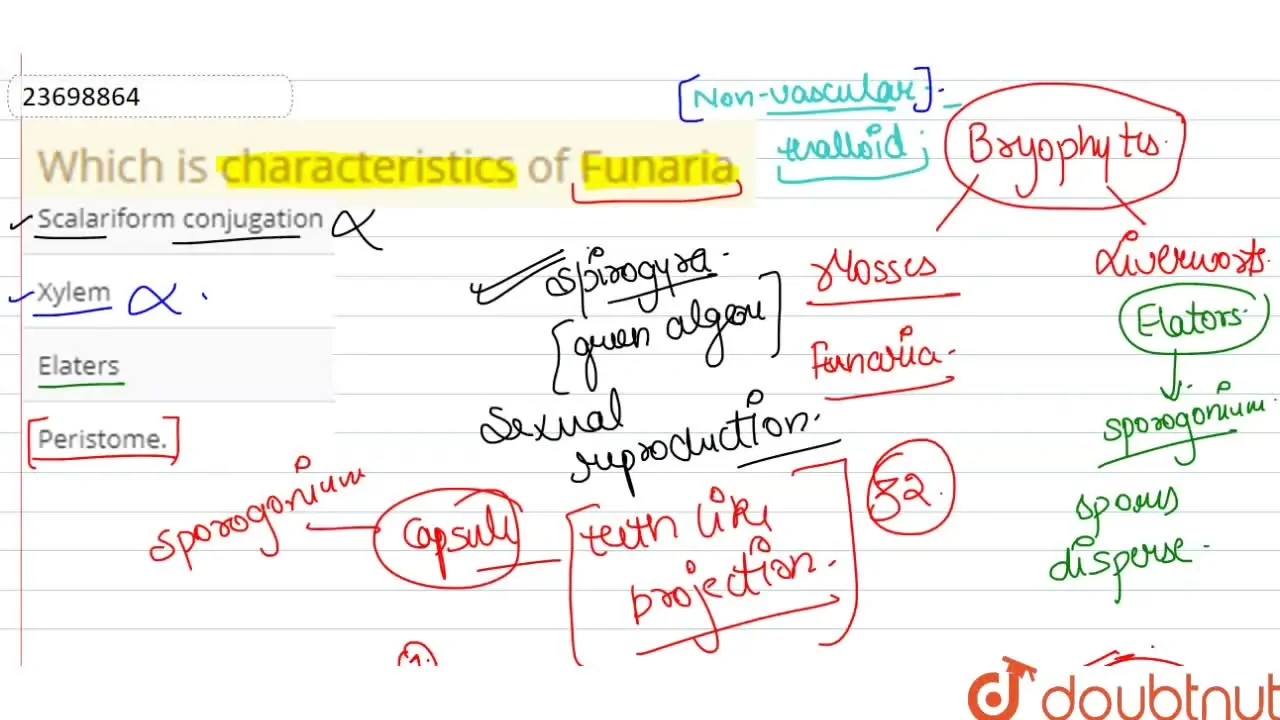 Which is characteristics of Funaria