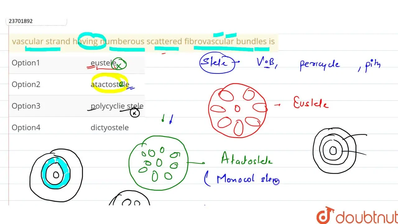 vascular strand having numberous scattered fibrovascular bundles is