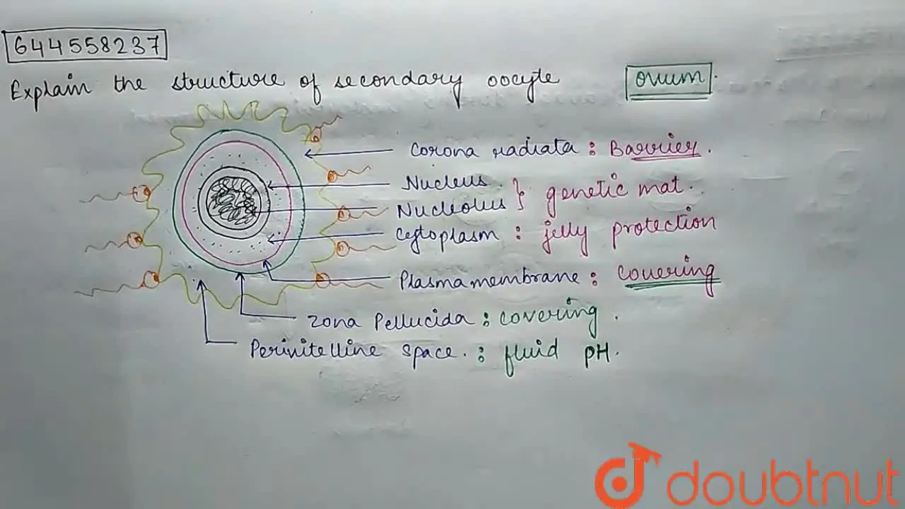 Explain the structure of secondary oocyte.