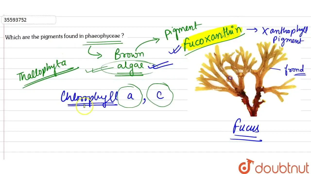 Which are the pigments found in phaeophyceae?