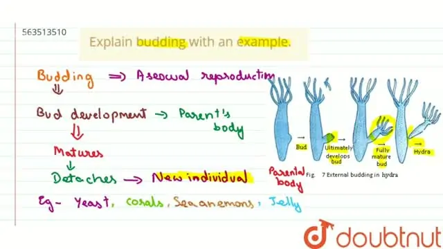 [Kannada Solution] Explain budding with an example.