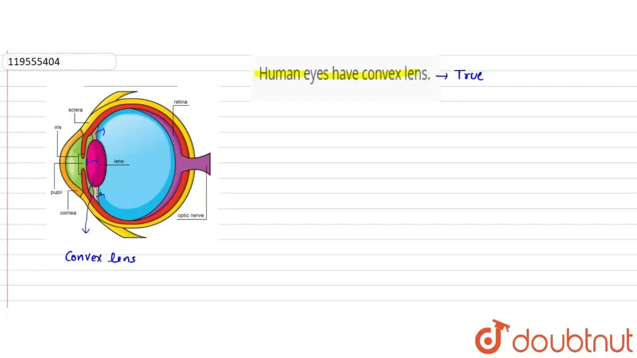 Human eyes have convex lens.