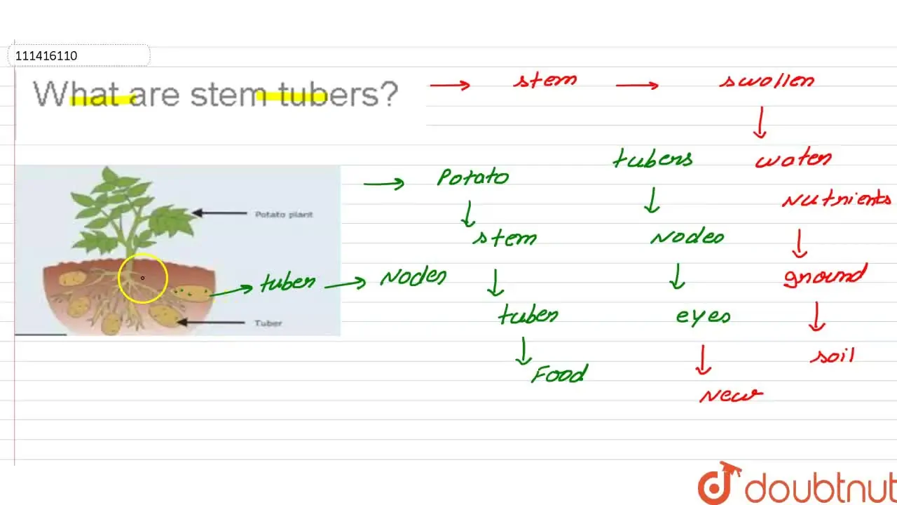 What are stem tubers?