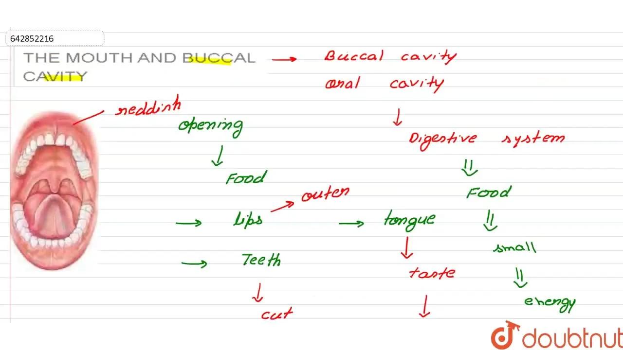 THE MOUTH AND BUCCAL CAVITY