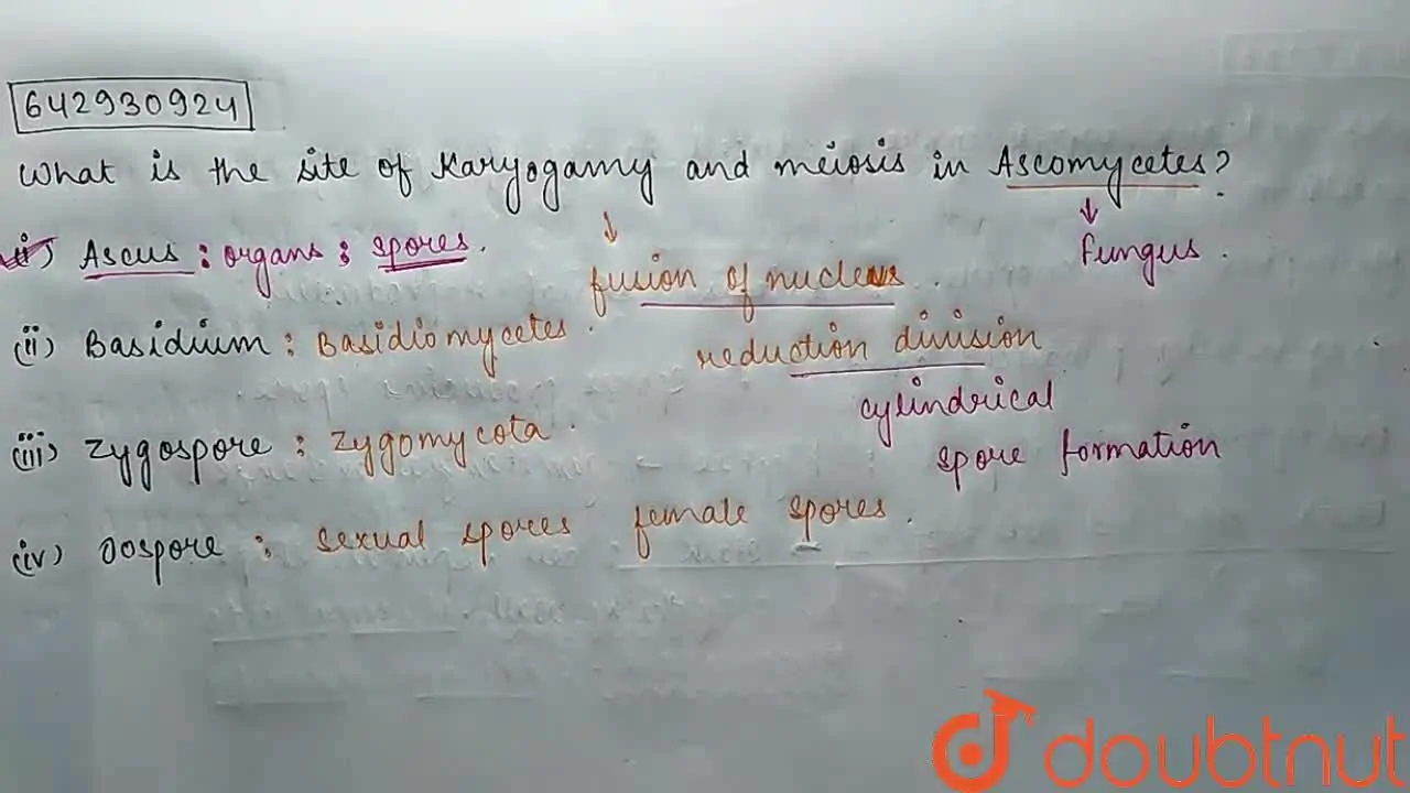 What is the site of karyogamy and meiosis in Ascomycetes?
