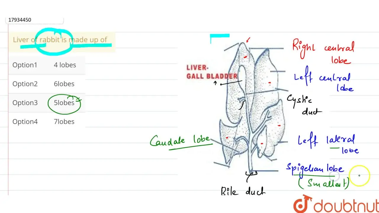 Liver of rabbit is made up of