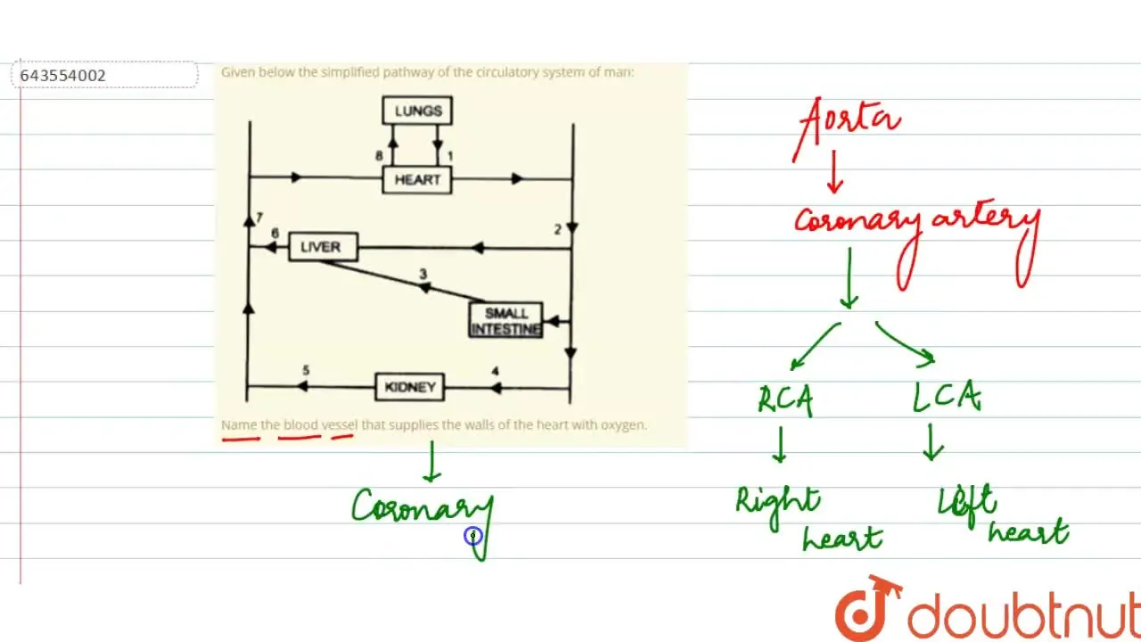 Given below the simplified pathway of the circulatory system of man: