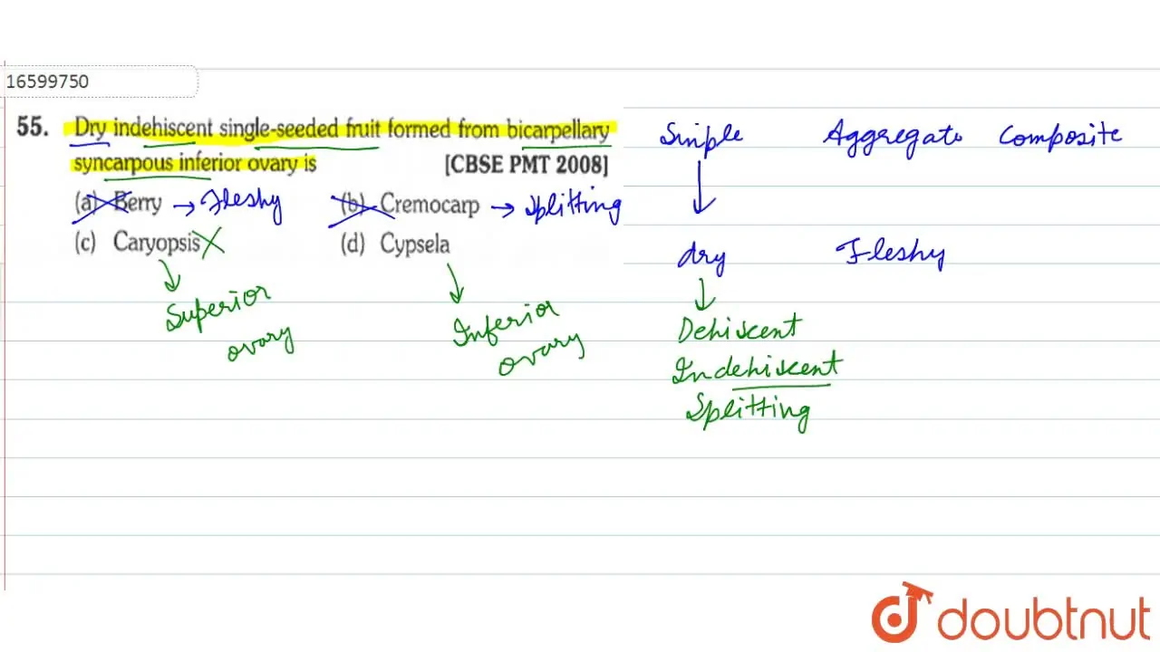 Dry indehiscent single-seeded fruit formed from biscarpellary syncarpo