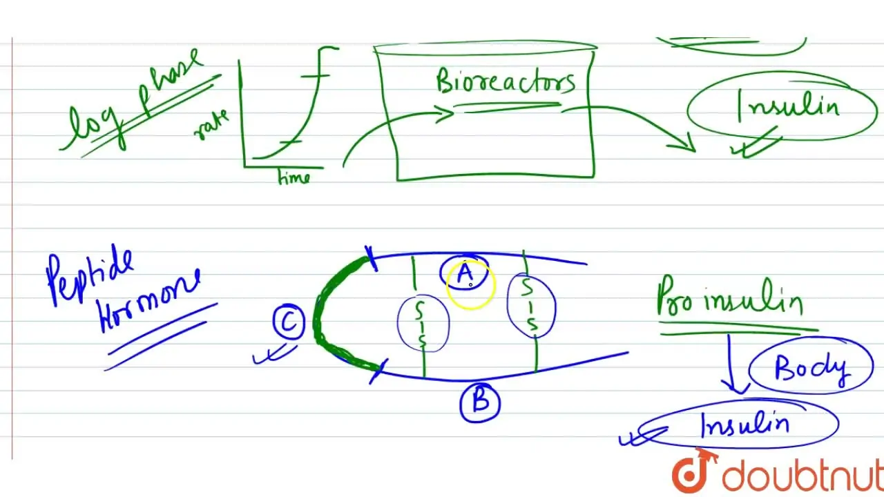 How did Eli Lilly synthesis the human insulin ? Mention one difference