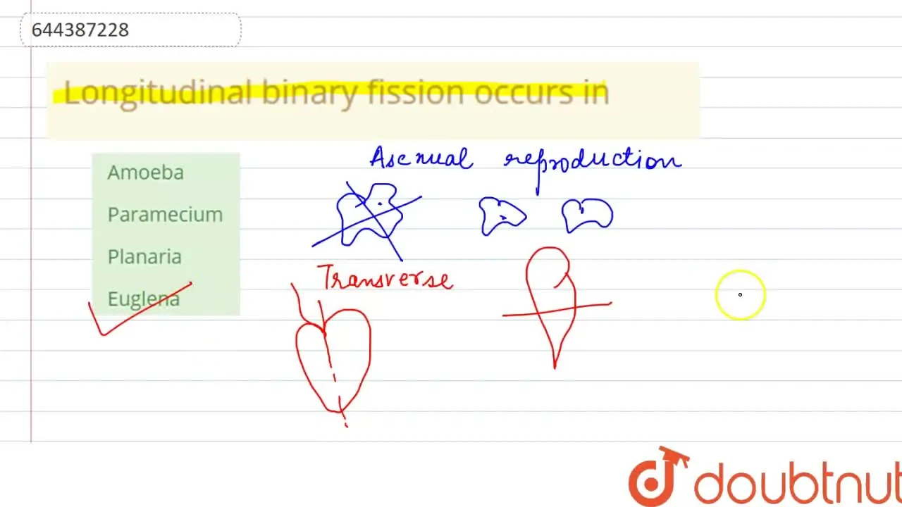 Longitudinal binary fission occurs in