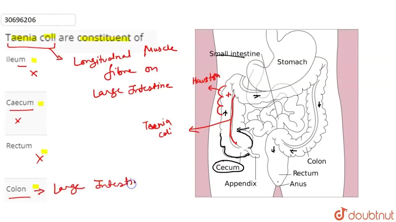 Taenia coli are constituent of