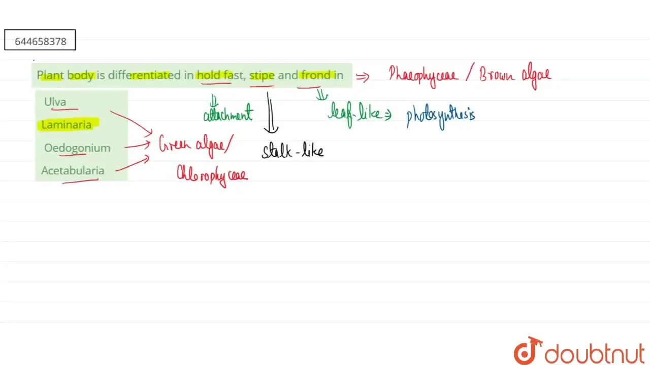 Plant body is differentiated in hold fast, stipe and frond in