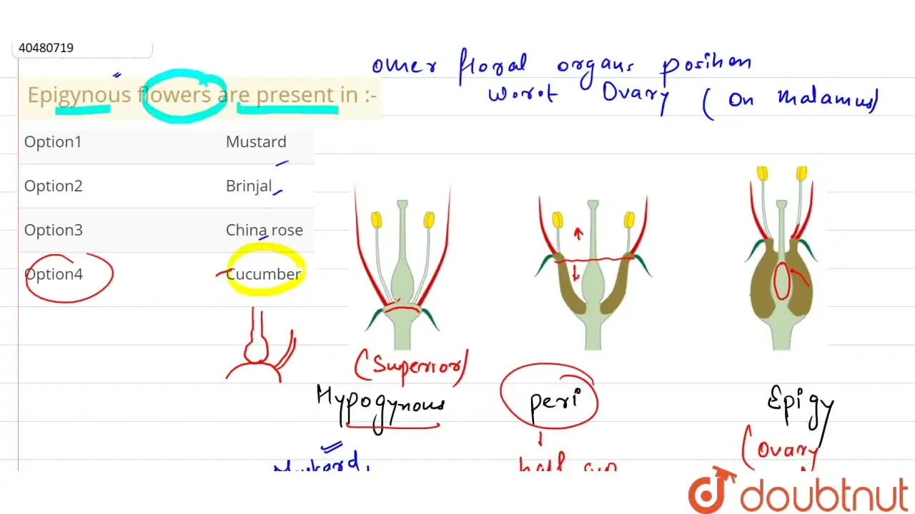 Epigynous flowers are present in