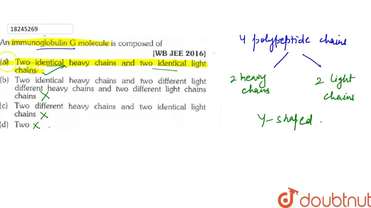 Two different heavy chains and two identical light chains