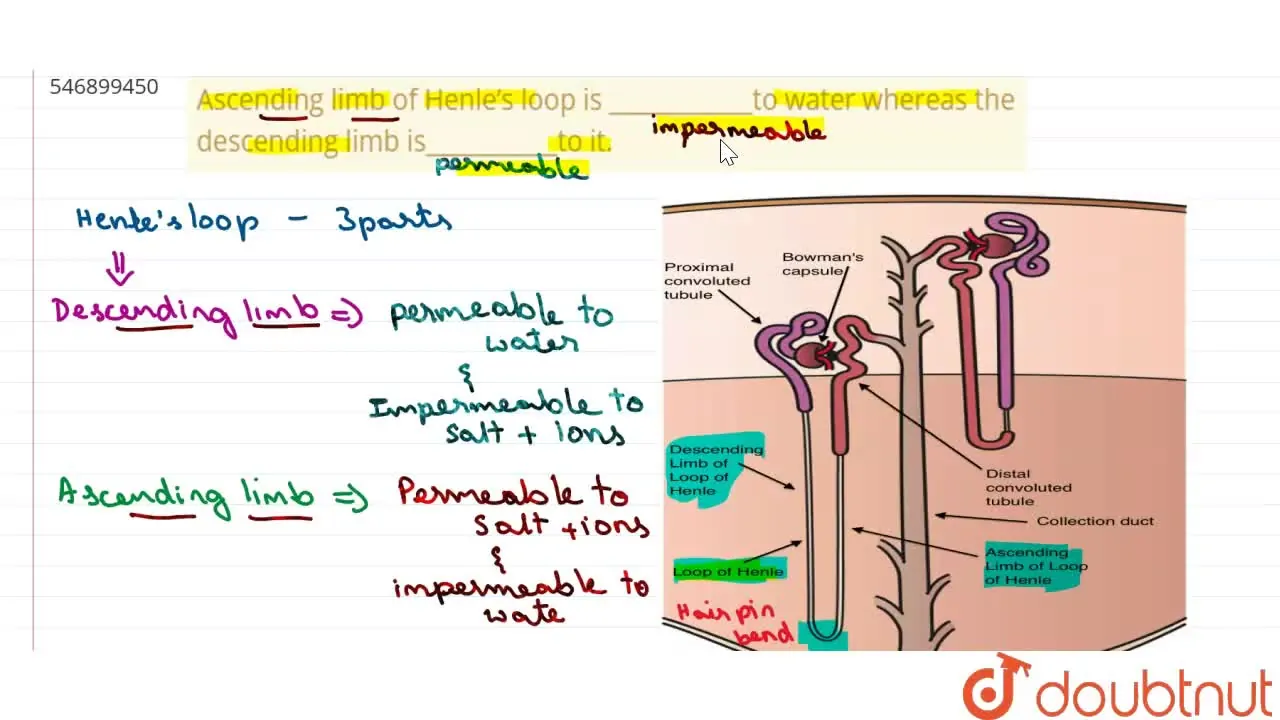 [Kannada Solution] Ascending limb of Henle’s loop is to water whereas