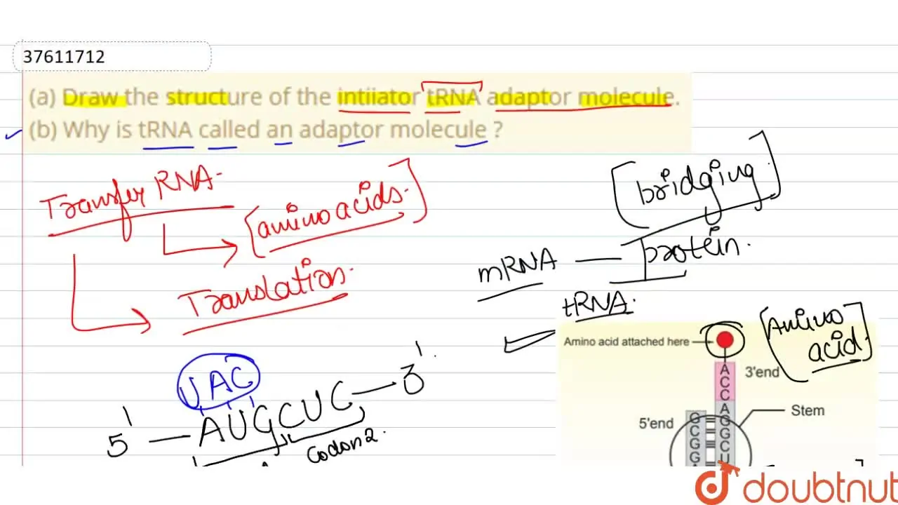 (a) Draw the structure of the intiiator tRNA adaptor molecule. (b) Wh