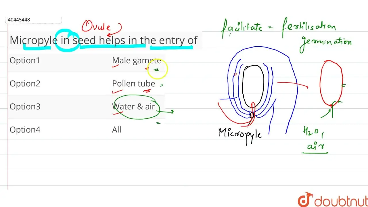 Micropyle in seed helps in the enrrty of