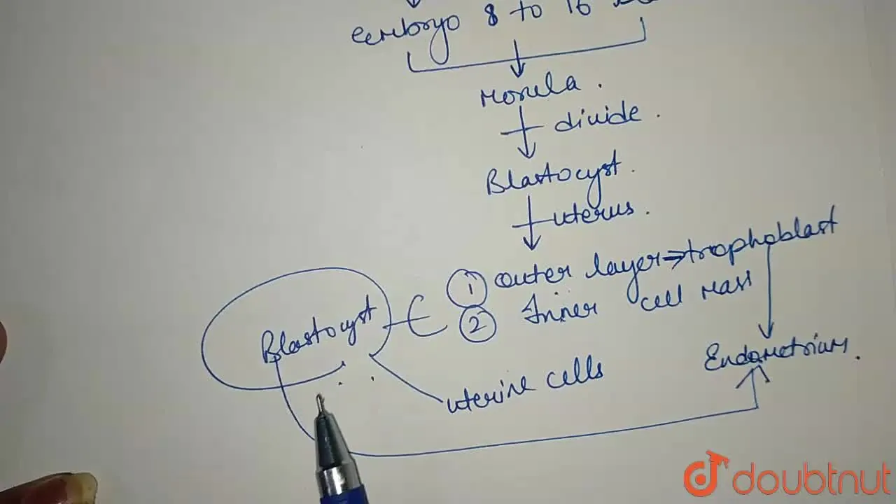 Explain the process of early cleavage till the formation of morula.