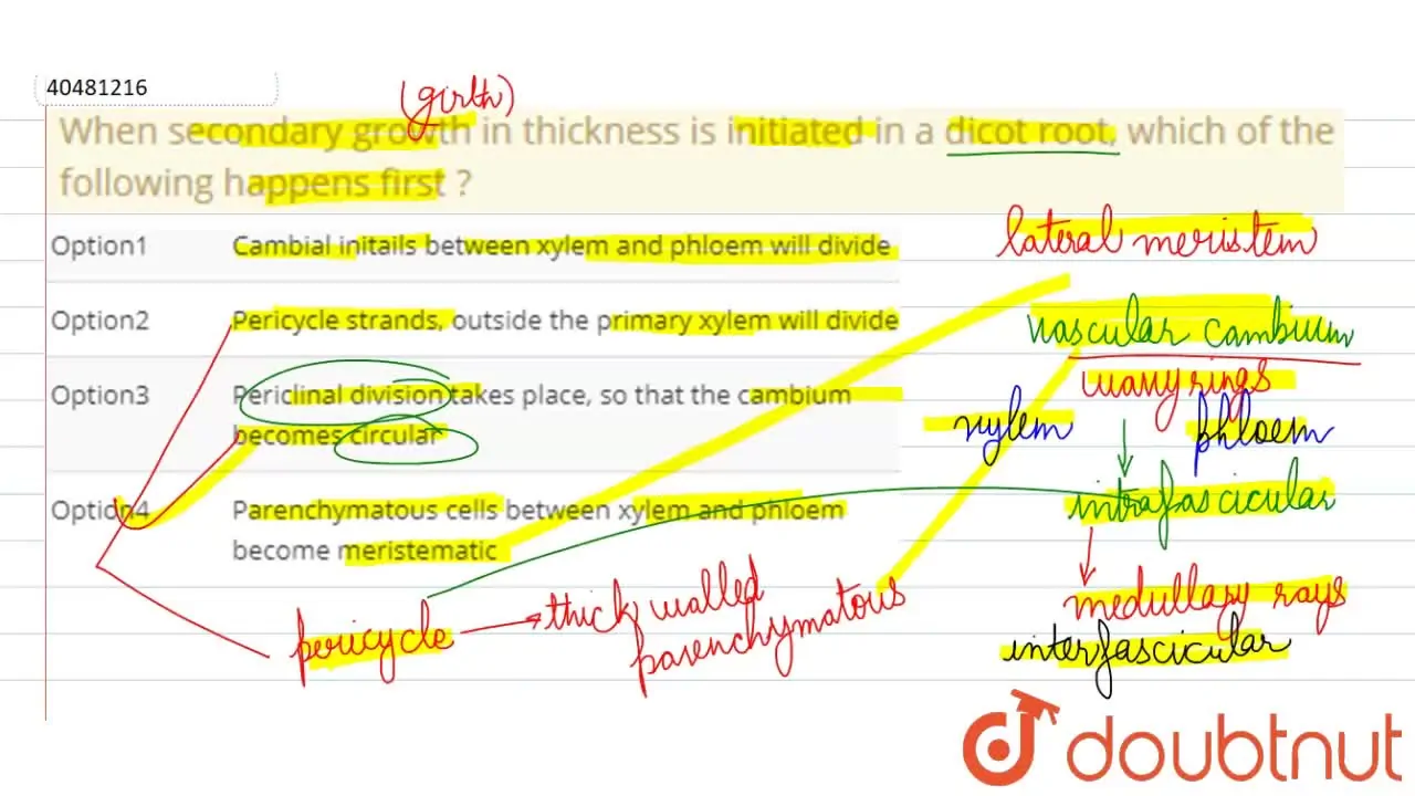 Periclinal division takes place, so that the cambium becomes circular